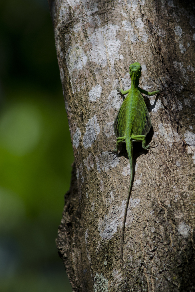 Green-winged Flying Lizard from Tungawan, Zamboanga Sibugay ...