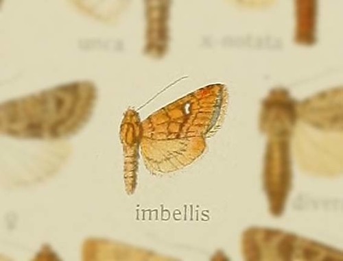 Luperina imbellis · iNaturalist
