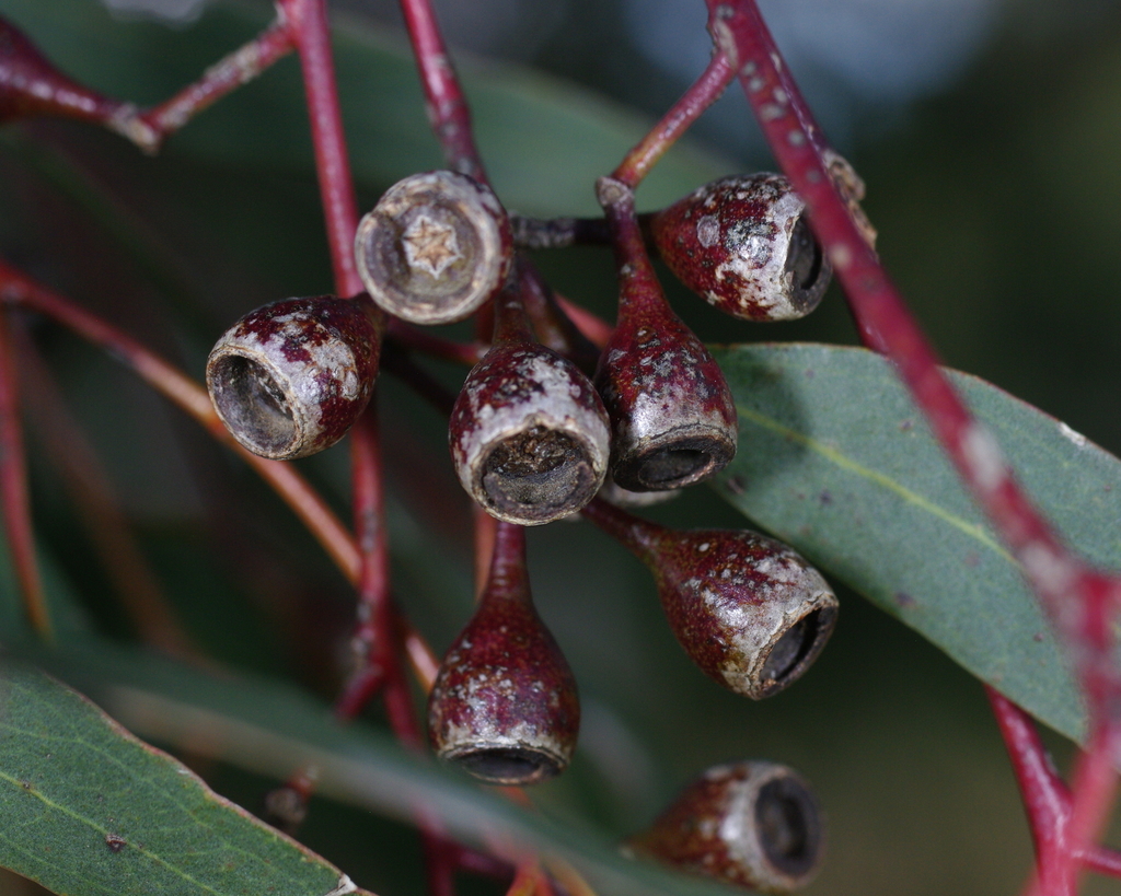 Yellow Box (Eucalyptus melliodora) - Botanical Realm