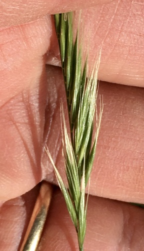 Festuca australis · iNaturalist