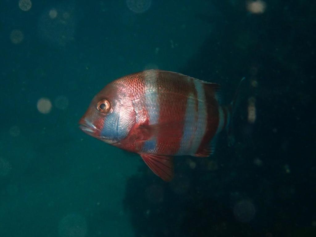Red Stumpnose (Chrysoblephus gibbiceps) - Marine Life Identification