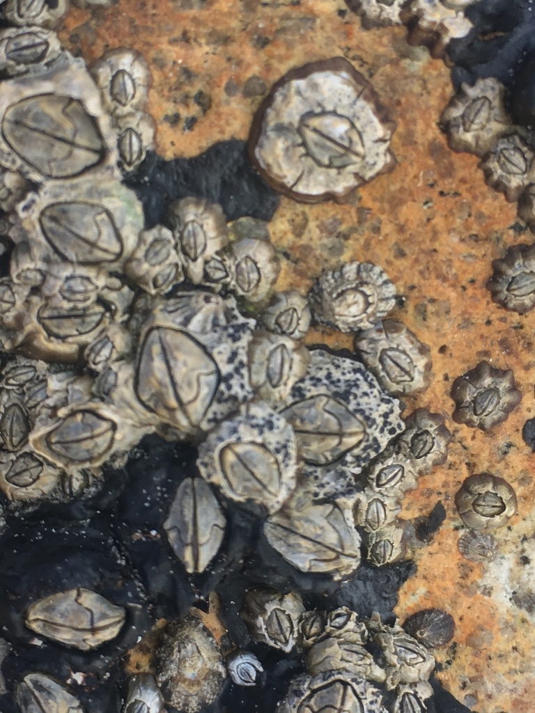 Intertidal lichen from Bahía Herradura de Guayacán, Coquimbo, Coquimbo ...