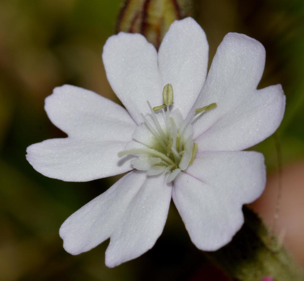 African dream root (East Head and NSRI ) · iNaturalist