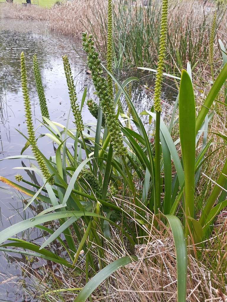 Water Ribbons (Cycnogeton procerum) - Botanical Realm