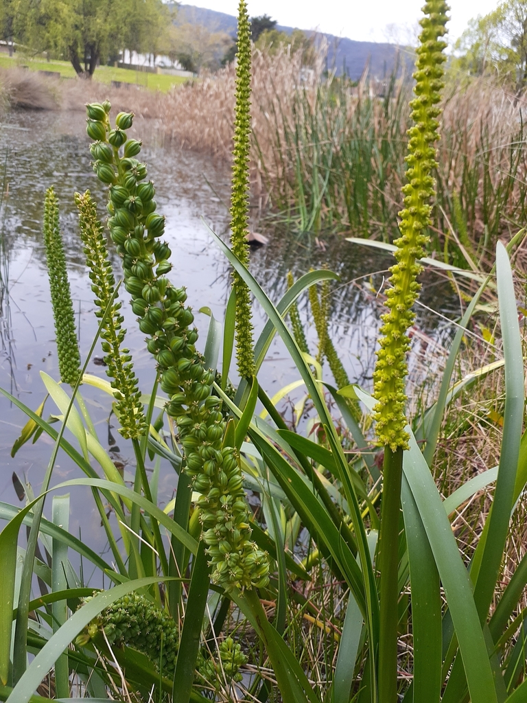Water Ribbons (Cycnogeton procerum) - Botanical Realm
