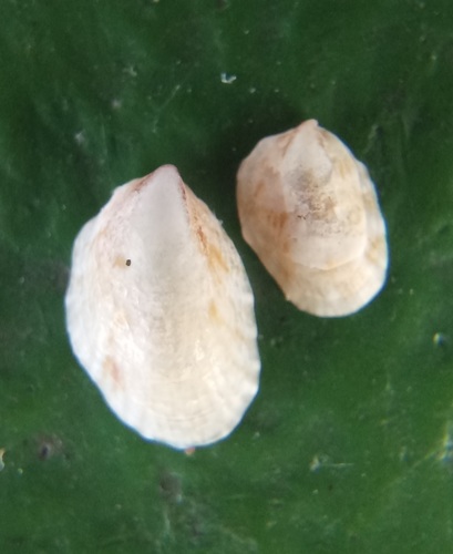 Siphonaria stowae · iNaturalist