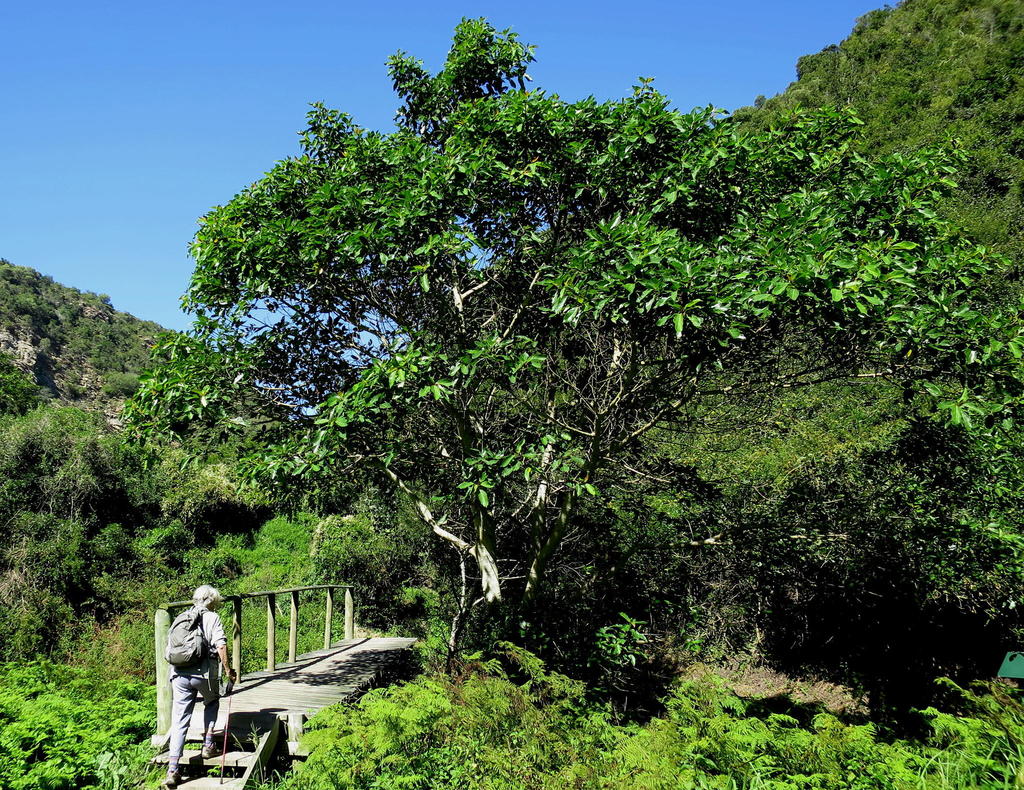 Cape Fig (Ficus sur) - Botanical Realm