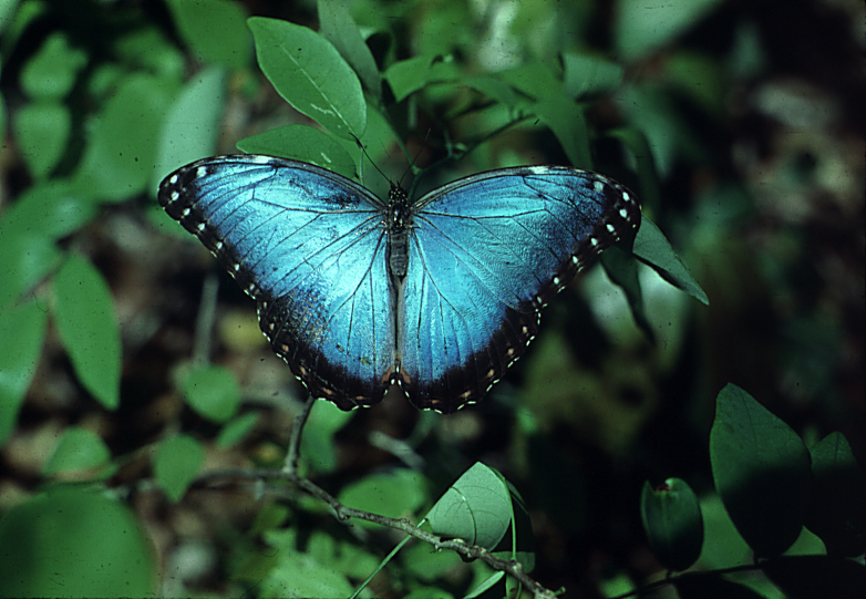 Imágenes De Mariposas Morfo Azules Mariposa Morfo Azul, Peleidas
