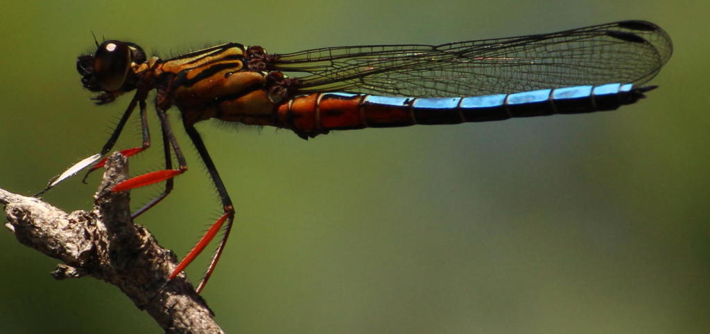 Platycypha caligata caligata from Tributary to the Umko on February 6 ...