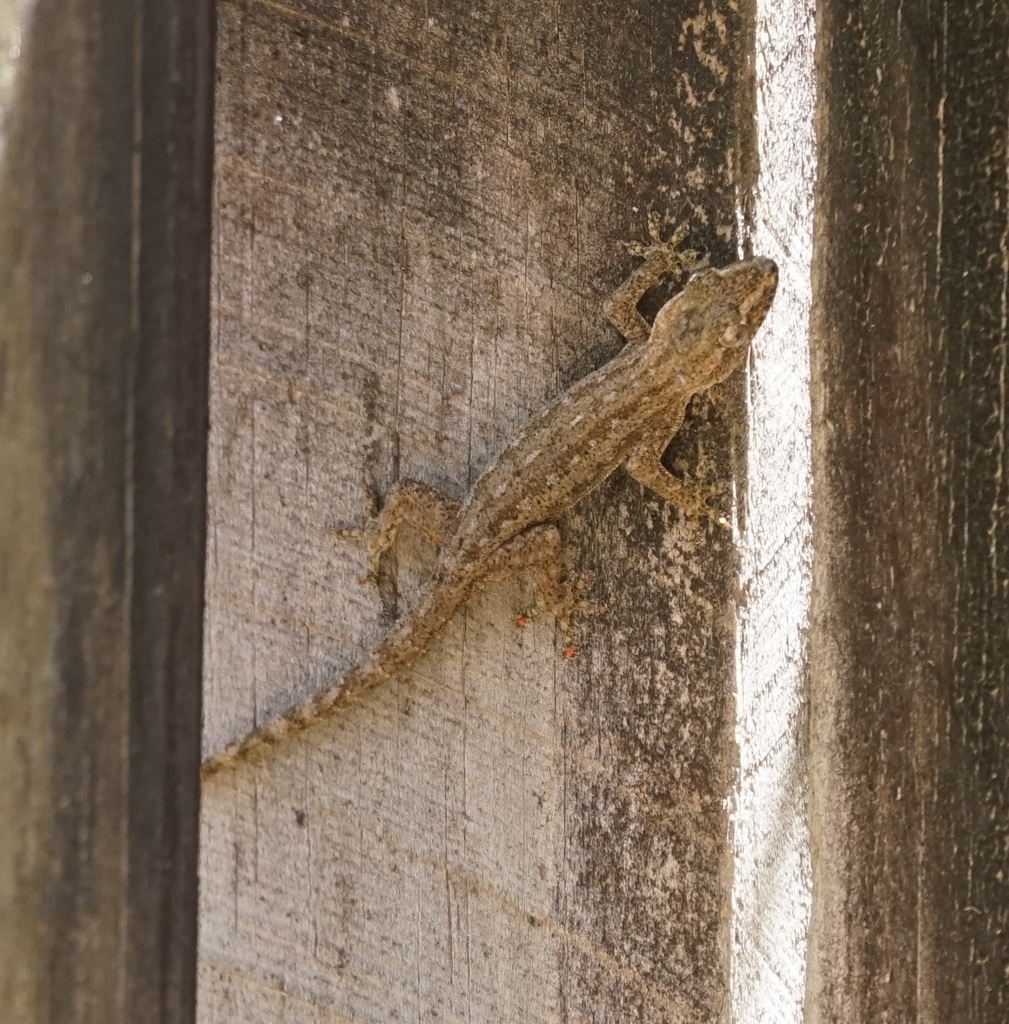 Asian House Gecko from Cairns QLD, Australia on September 20, 2021 at ...