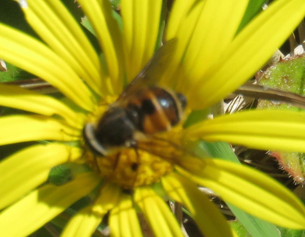 Needlenose Flies from Kranshoek 432 Ptn 5 on October 21, 2016 by Nicola ...