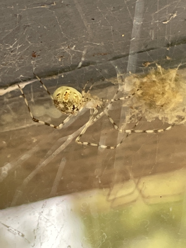 White porch spider from Frankston South, VIC, AU on September 22, 2021 ...