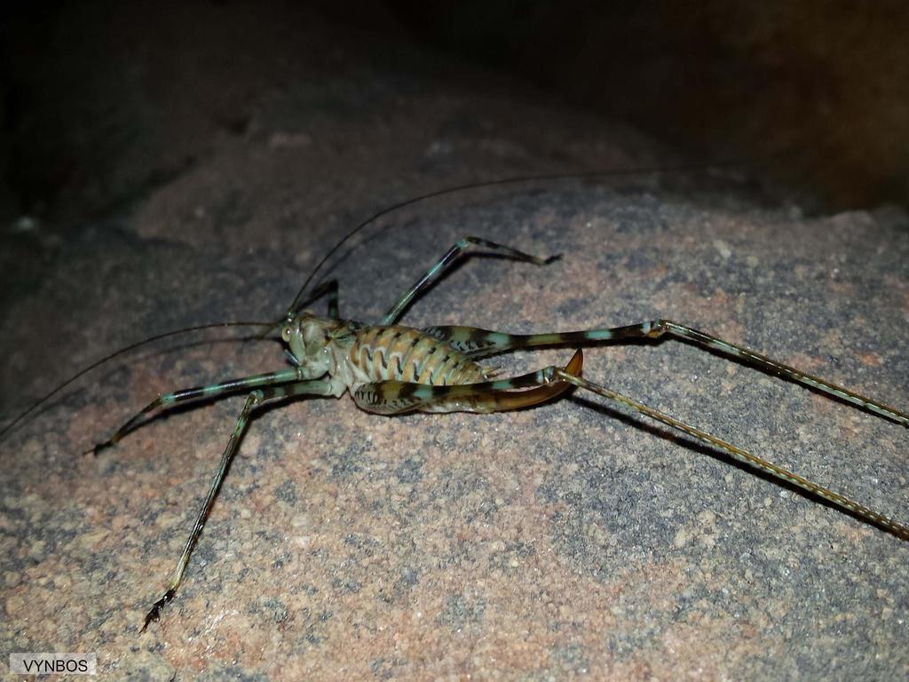 Cederberg Cave Katydid from Route up to Skerpioensberg, Northern ...