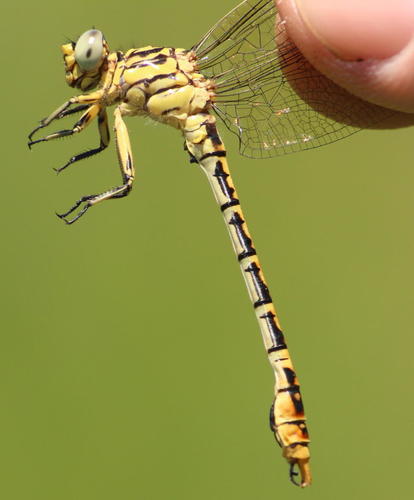 Subspecies Onychogomphus supinus supinus · iNaturalist