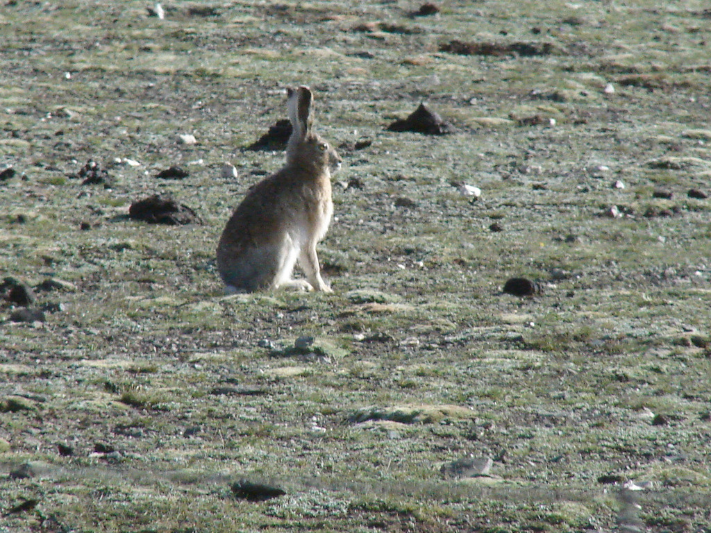 Woolly Hare from Qumahexiang, Qumarleb, Yushu, Qinghai, China on June ...