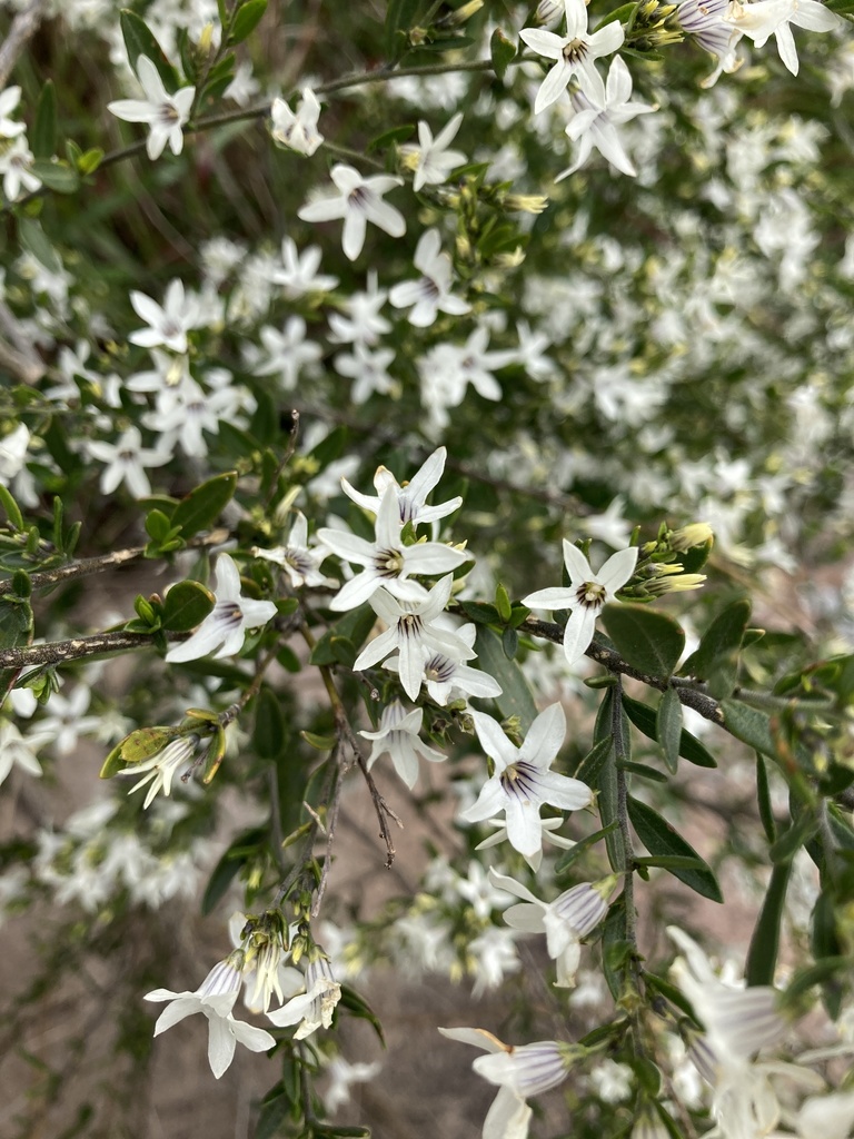 large-leaf ray flower (Cyphanthera anthocercidea) - Botanical Realm
