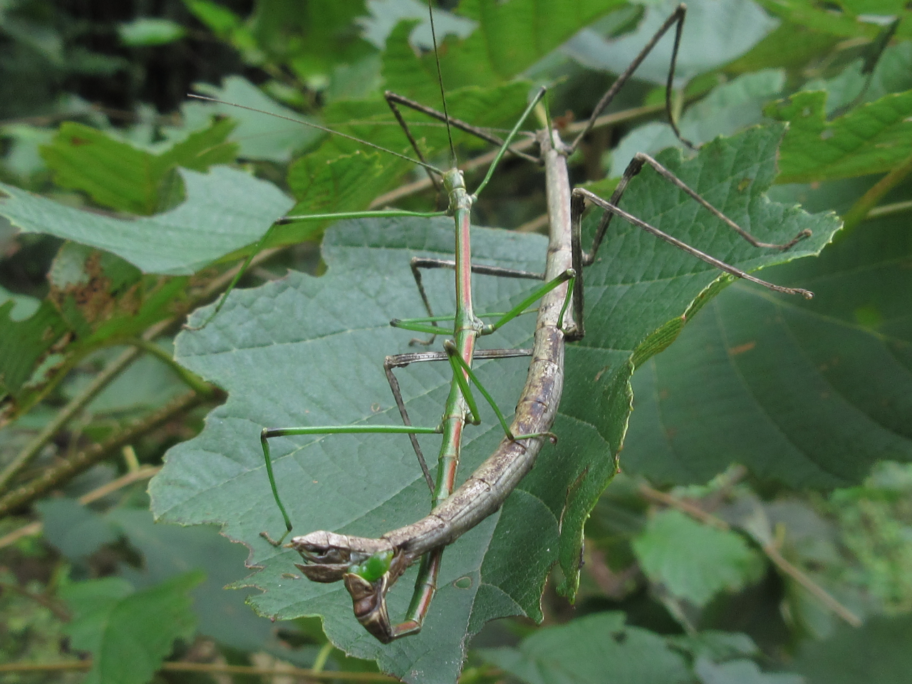 Phraortes elongatus (Thunberg, 1815)