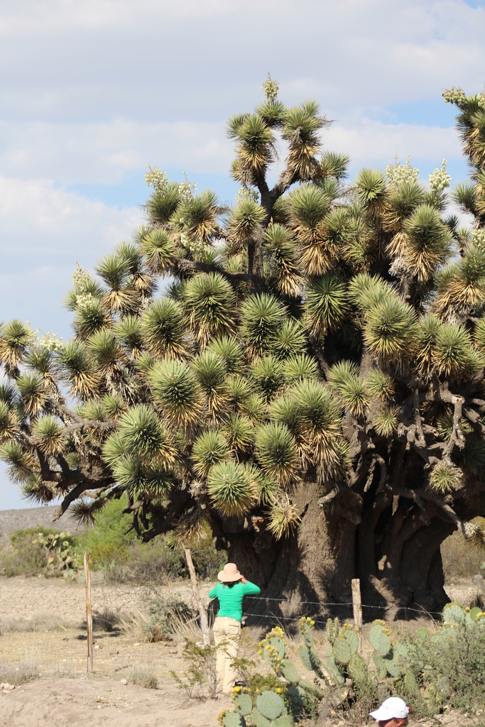 palm yucca (Yucca decipiens) - Botanical Realm