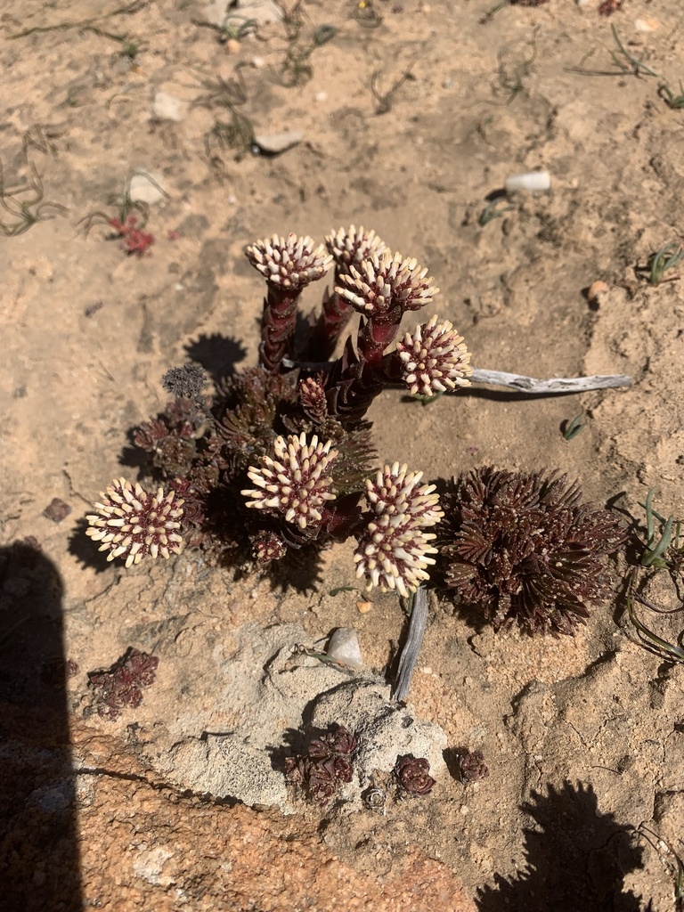 Sandy Stonecrop from NC, ZA on September 18, 2021 at 11:12 AM by samshu ...
