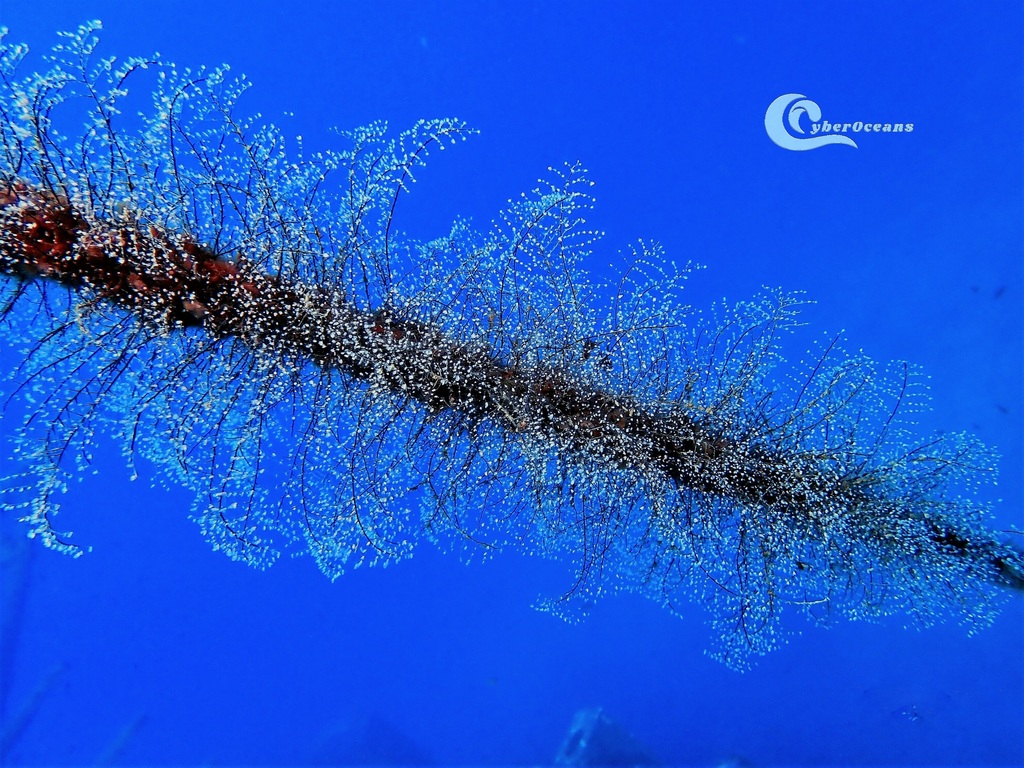 Christmas Tree Hydroid from 9400 Porto Santo, Portugal on September 14 ...
