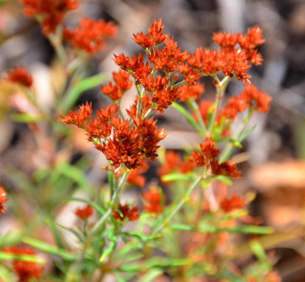 dicots from Faerie Glen Nature Reserve on May 2, 2016 by Igmar Grewar ...