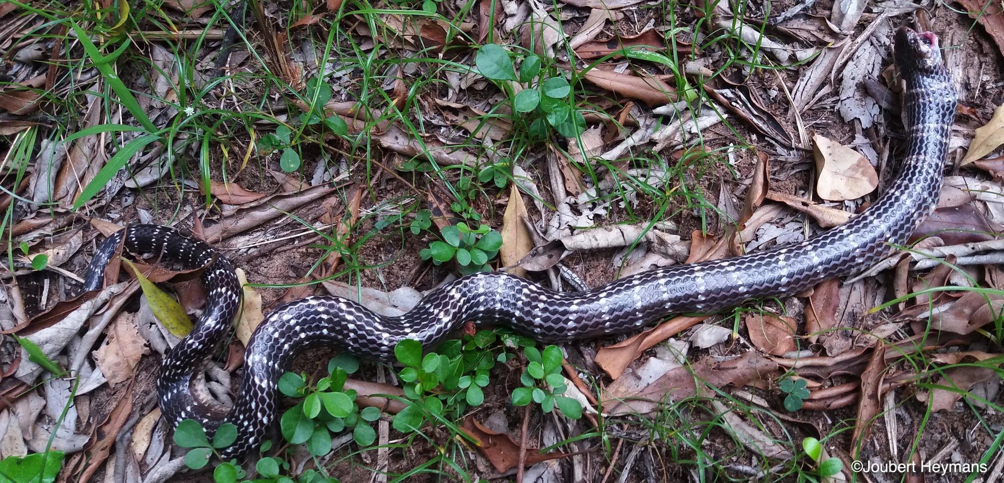 Elapsoidea sundevallii sundevallii