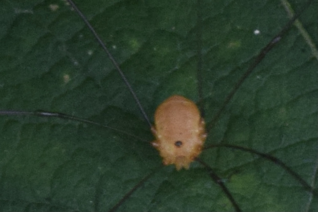 Leiobunum politum Weed, 1889