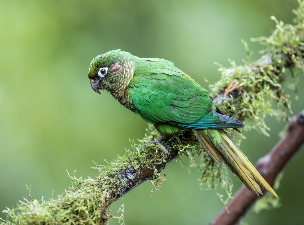 Maroon-bellied Parakeet (Morro Anhangava, PR, BR) · iNaturalist