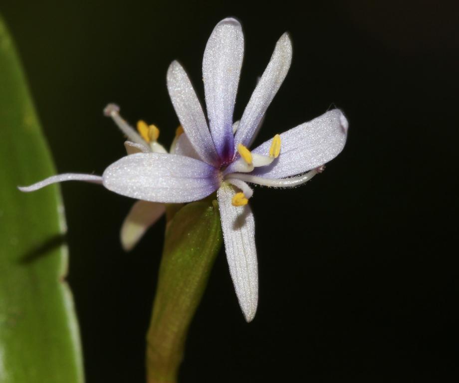 Stargrass (Heteranthera zosterifolia) - Botanical Realm