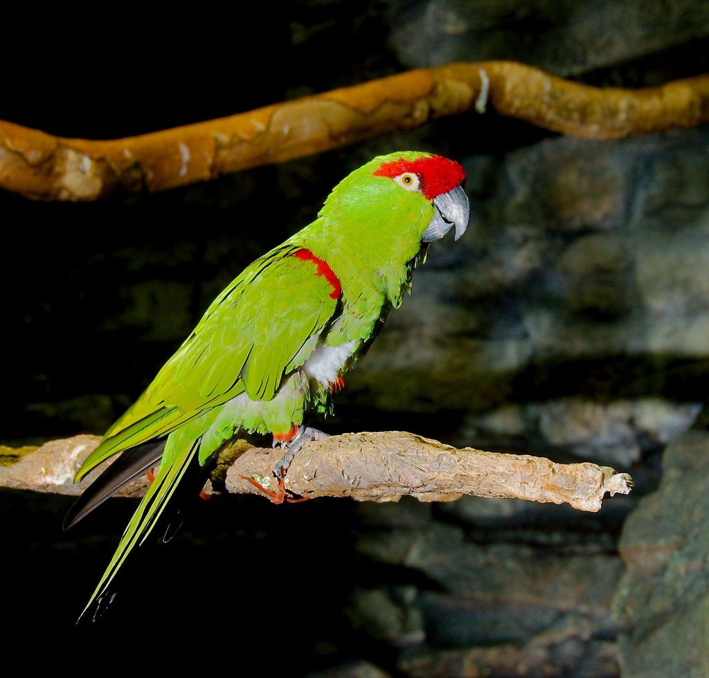 Cotorra serrana occidental (Vertebrados de La Michilía) · iNaturalist