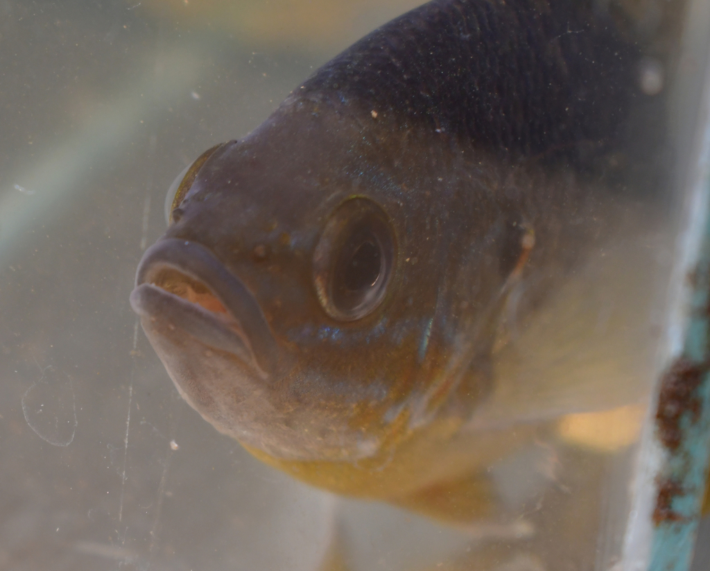 Freshwater Sunfishes (Centrarchidae) - Marine Life Identification