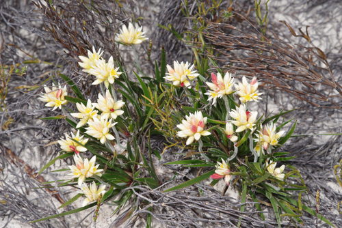 Conostylis crassinerva · iNaturalist