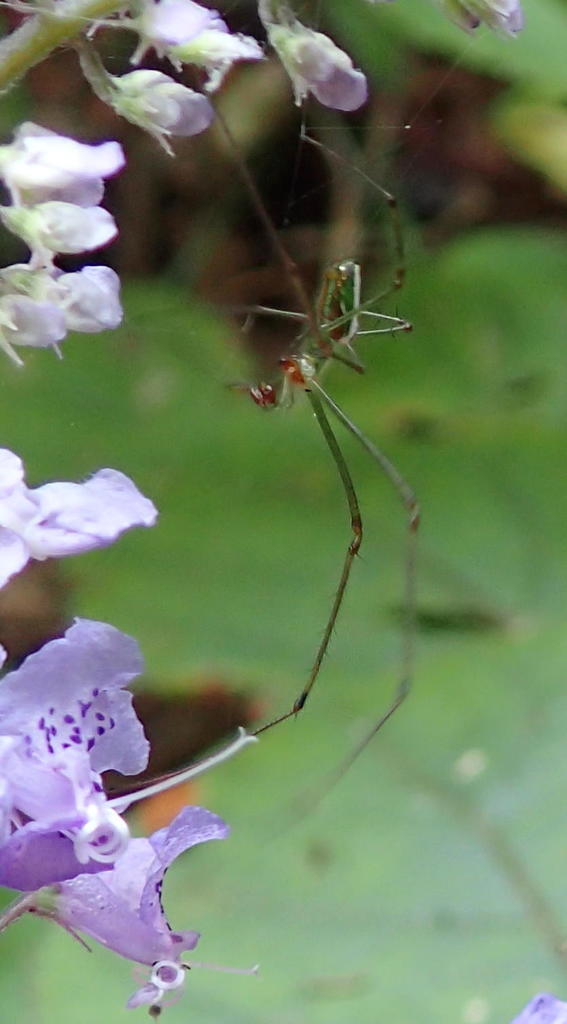 Leucauge auronotum from Natures Valley on February 13, 2016 by Nicola ...