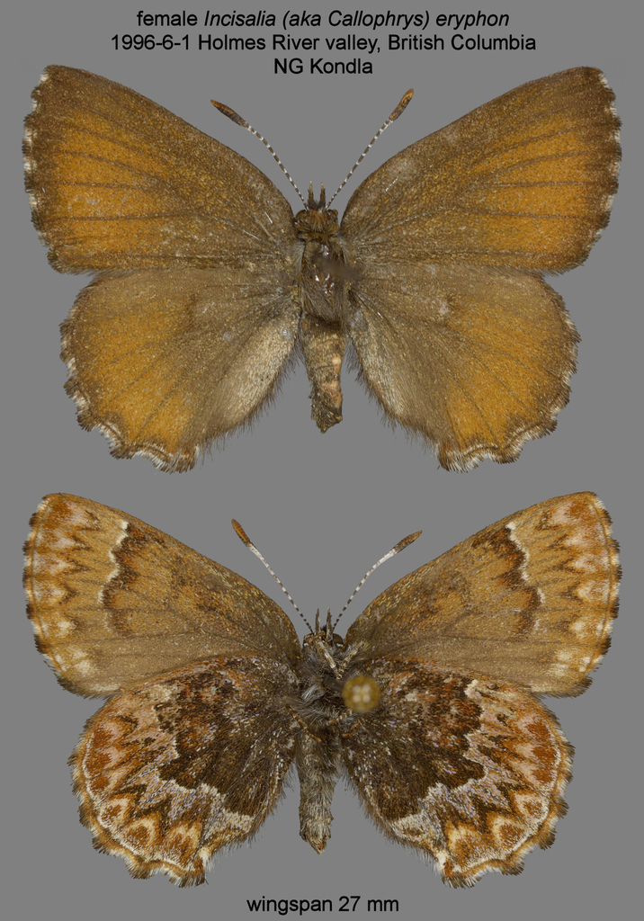 Western Pine Elfin from Fraser-Fort George, BC, Canada on June 01, 1996 ...