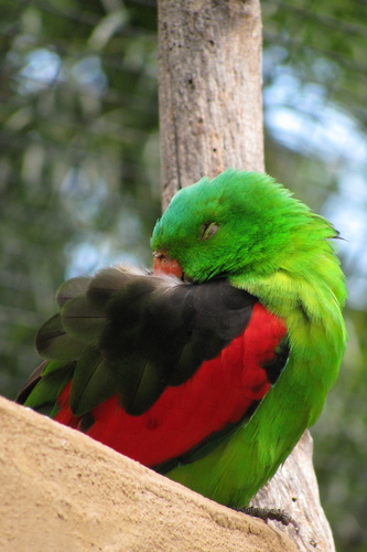 Red-winged and Olive-shouldered Parrots (Genus Aprosmictus ...