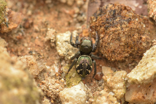 Carrhotus silanthi · iNaturalist