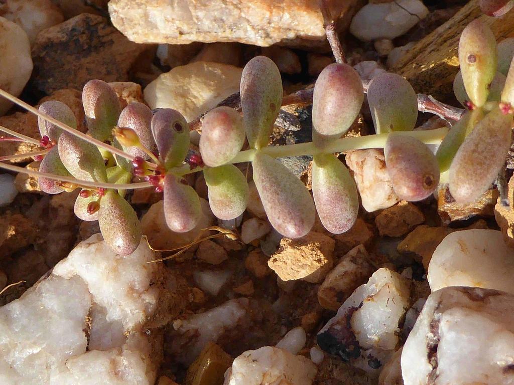 Fiery Fine Stonecrop from N7, West Coast DC on November 25, 2015 by ...