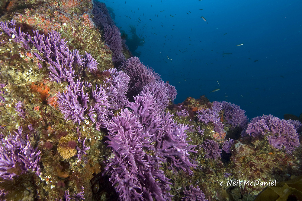 Stylaster californicus (Verrill, 1866)