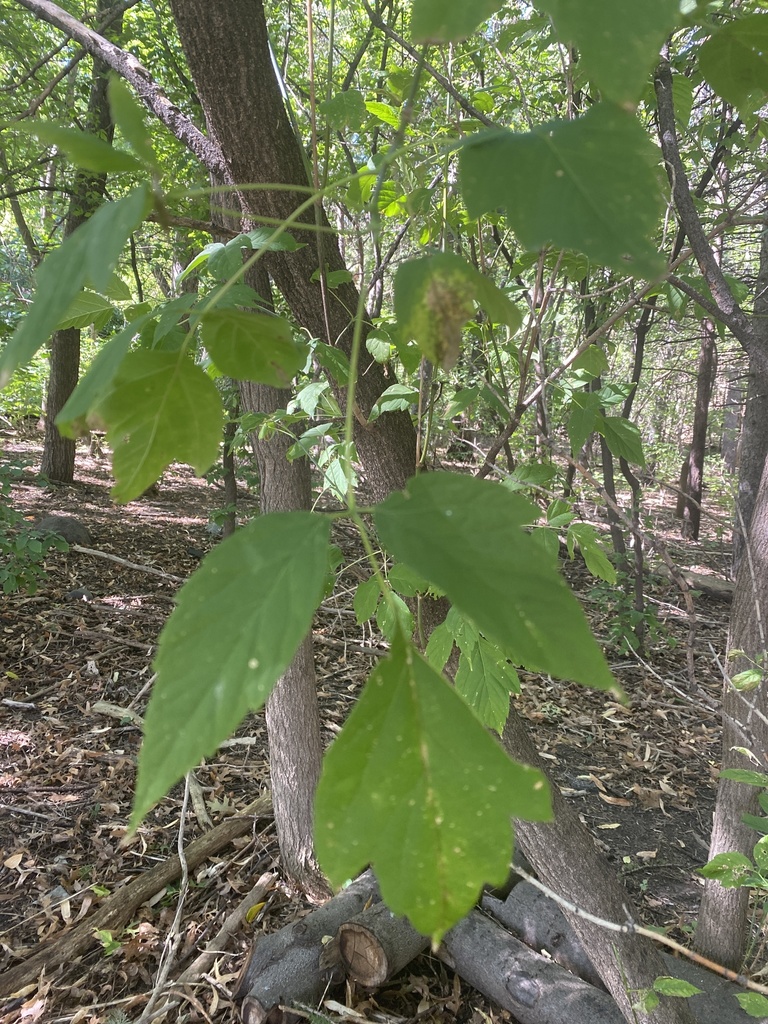 box elder from University of Minnesota - Twin Cities - St. Paul Campus ...