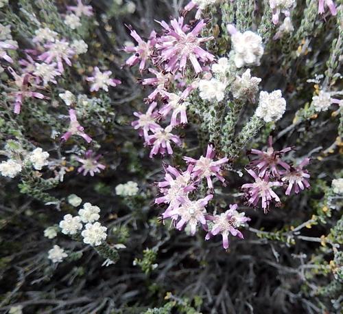 Subspecies Erica globiceps gracilis · iNaturalist