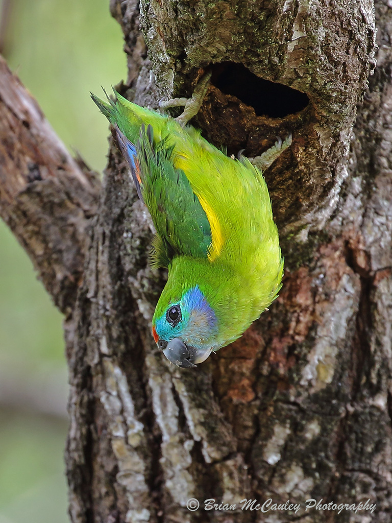 Double-eyed Fig-Parrot (Cyclopsitta diophthalma) - Avian Discovery
