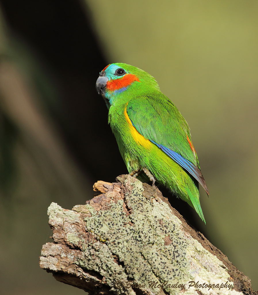 Double-eyed Fig-Parrot (Cyclopsitta diophthalma) - Avian Discovery