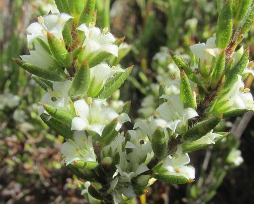 Agathosma kougaense · iNaturalist