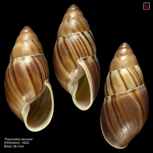 Thaumastus taunaisii · iNaturalist