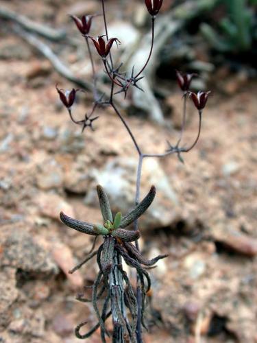 Double-Double-Toil-and-Tribble (Tylecodon tribblei) · iNaturalist