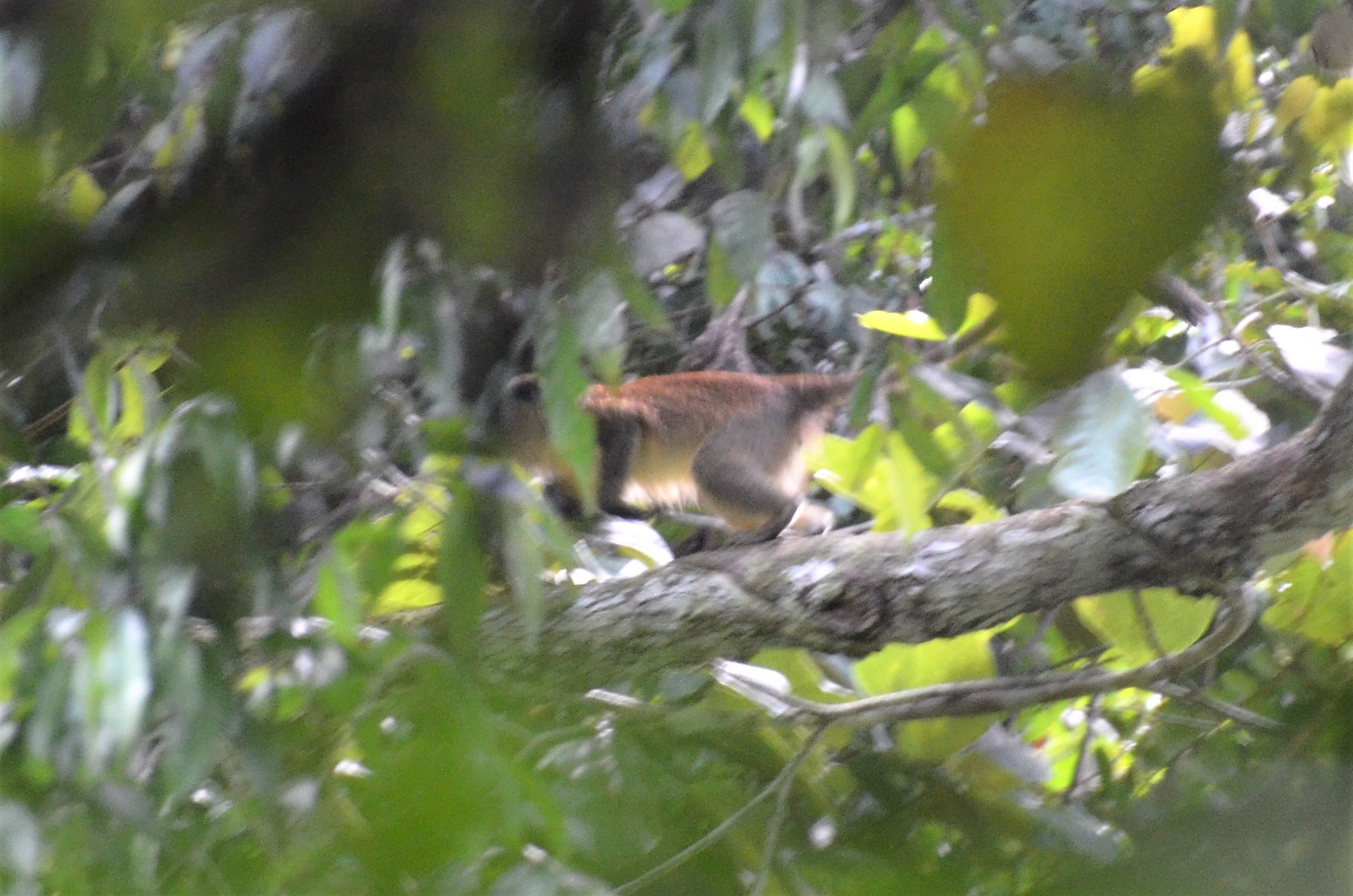 Cercopithecus pogonias Bennett, 1833