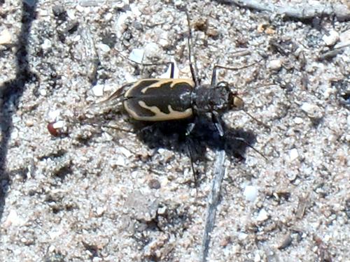 Subgenus Austrocicindela · iNaturalist