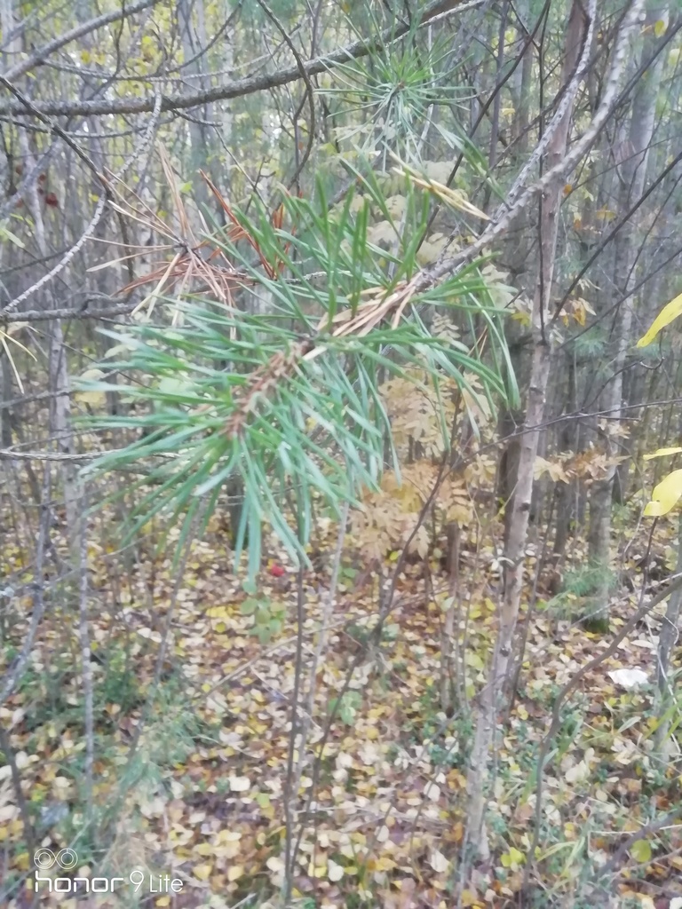 Scots pine from Kondinskiy rayon, Khanty-Mansiy, Russia on September 20 ...
