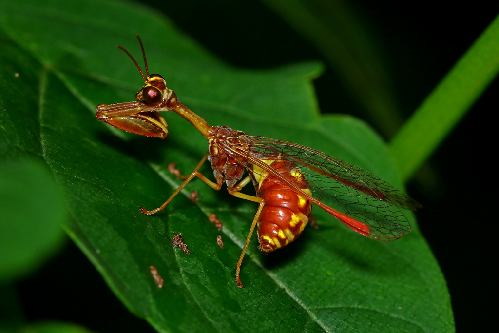 Mantidflies from Chimur, Chandrapur, Near Kolara Gate, Kolara ...