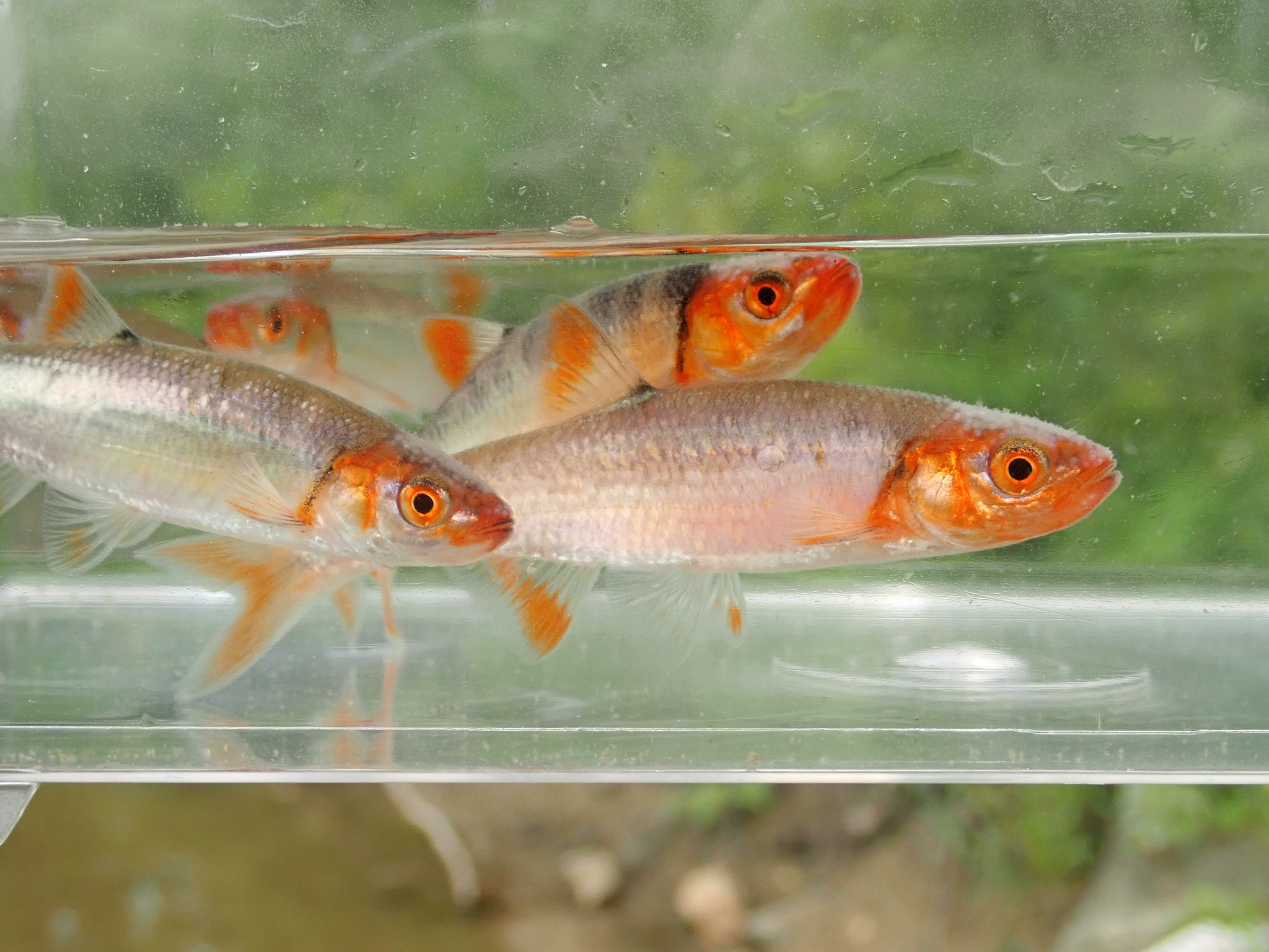 Lythrurus fasciolaris (Gilbert, 1891)